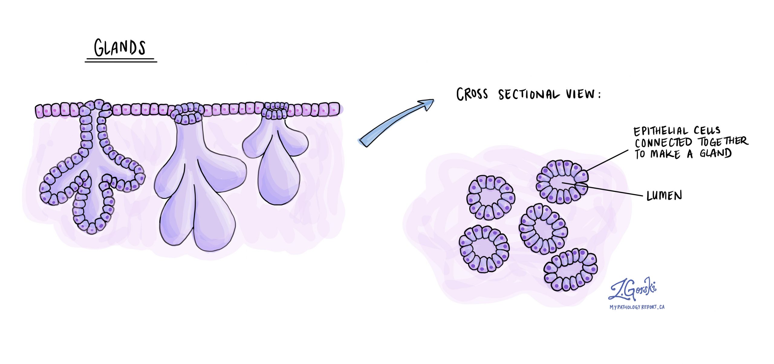 Gland | MyPathologyReport