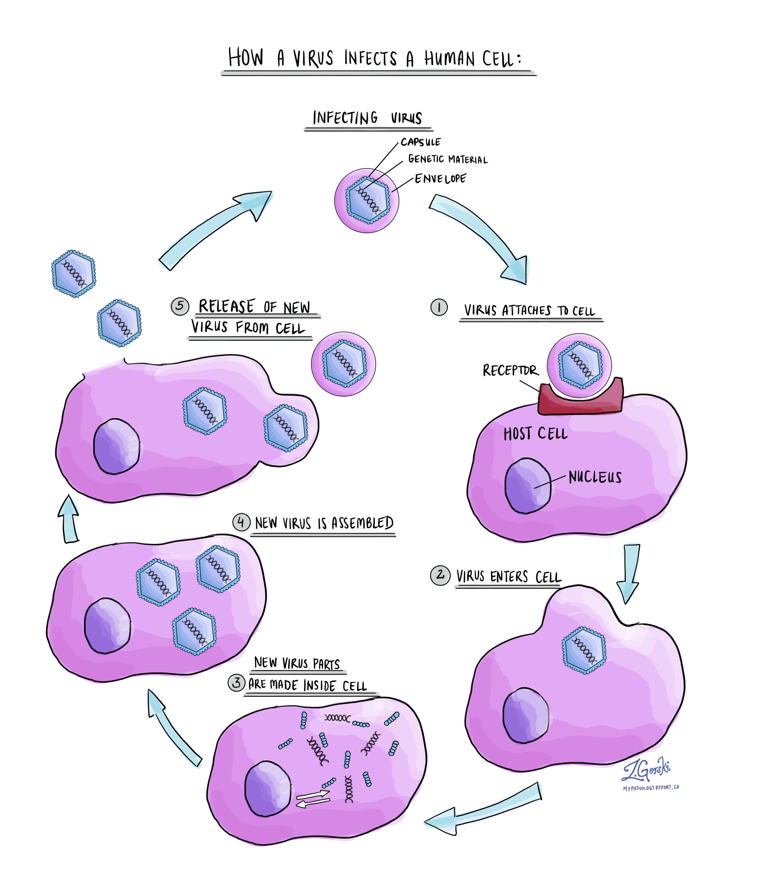 Virus MyPathologyReport ca